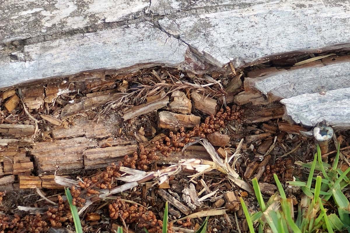 Exploring Termite Protection in Sydney: Tips for Homeowners